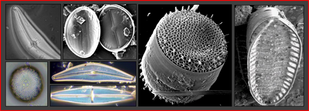 Diatoms – Solving an Identity Issue | US EPA